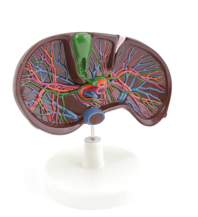 BIOLAB - Modèle Anatomique du Foie et de ses Structures environnantes